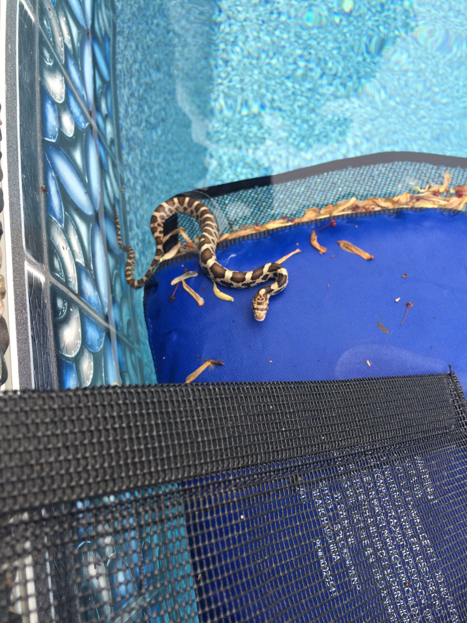 Swimline Frog Log Escape Ramp for Pools - Lowest Price Online