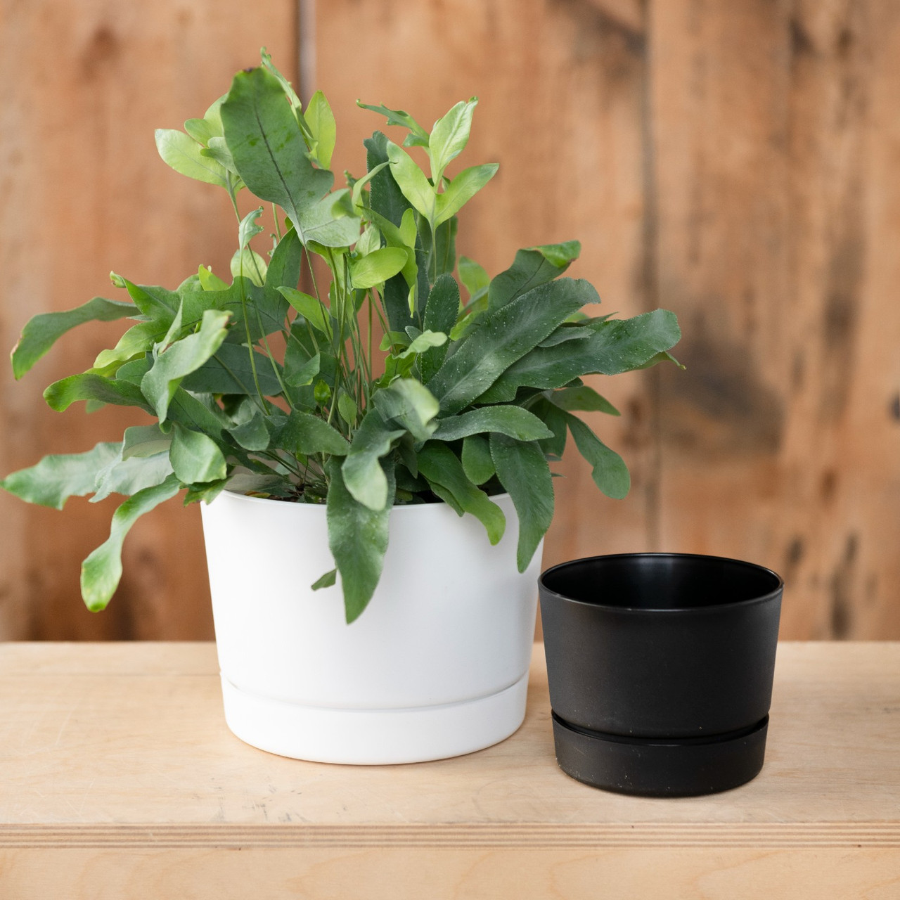 Majestic Low Profile Cylinder Pot