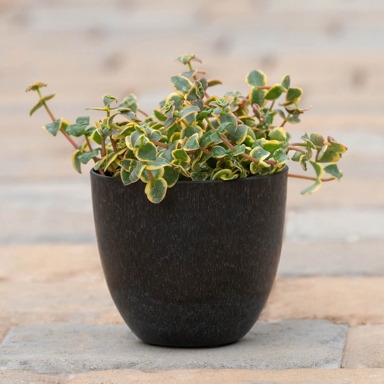 Bola Round Planter