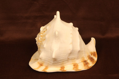 HUGE Perfect Natural Horned Queen Helmet Sea Snail Shell