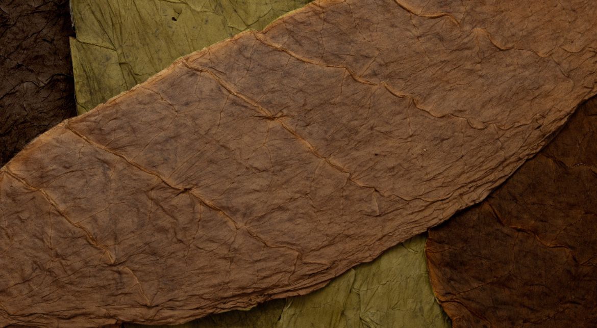 Cigar Wrappers 101 - The Ultimate Beginner's Guide - Atlantic Cigar Co
