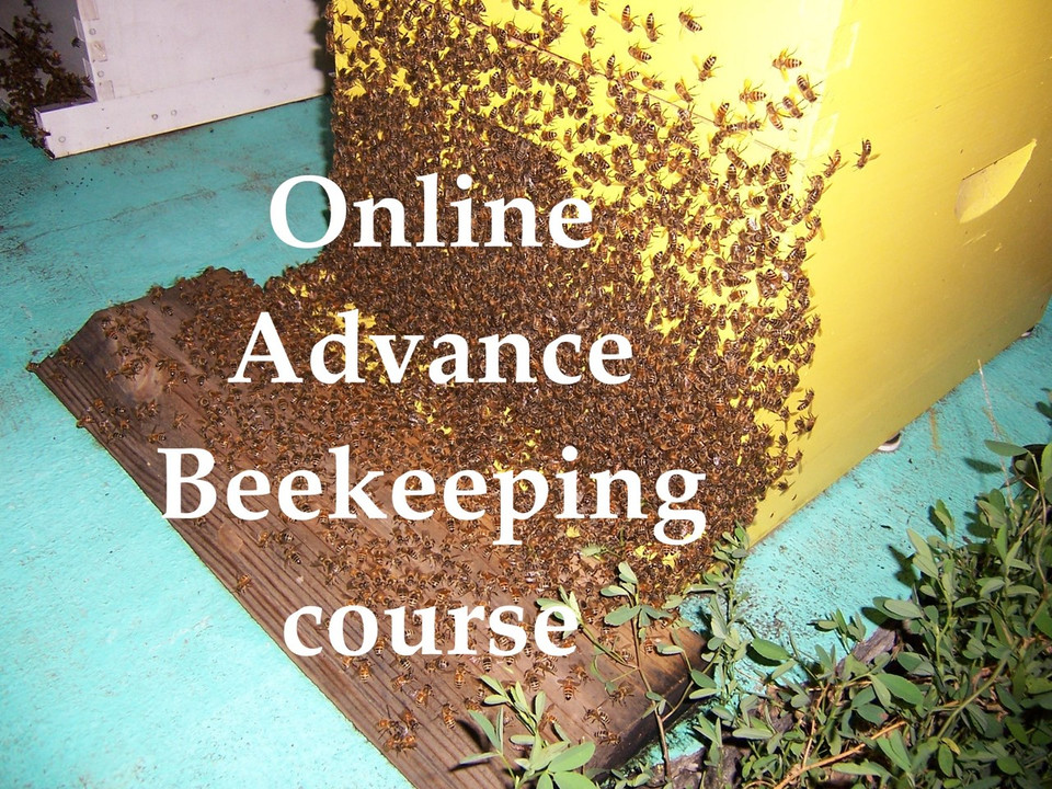 Online Beekeeping Courses