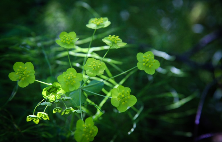 What is Bupleurum And What Are Its Benefits? - AcuAtlanta - Acupuncture ...