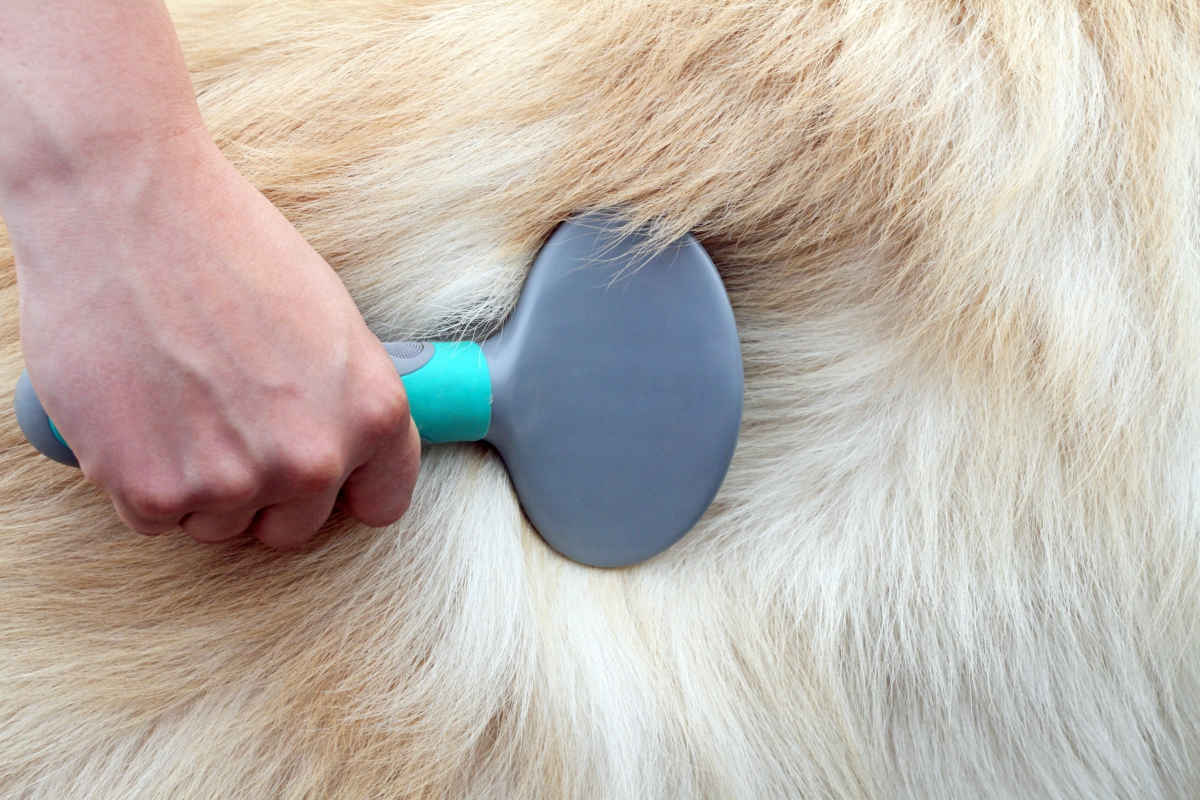 Holistic Remedies for Pets - Clinical Nutrition Centers