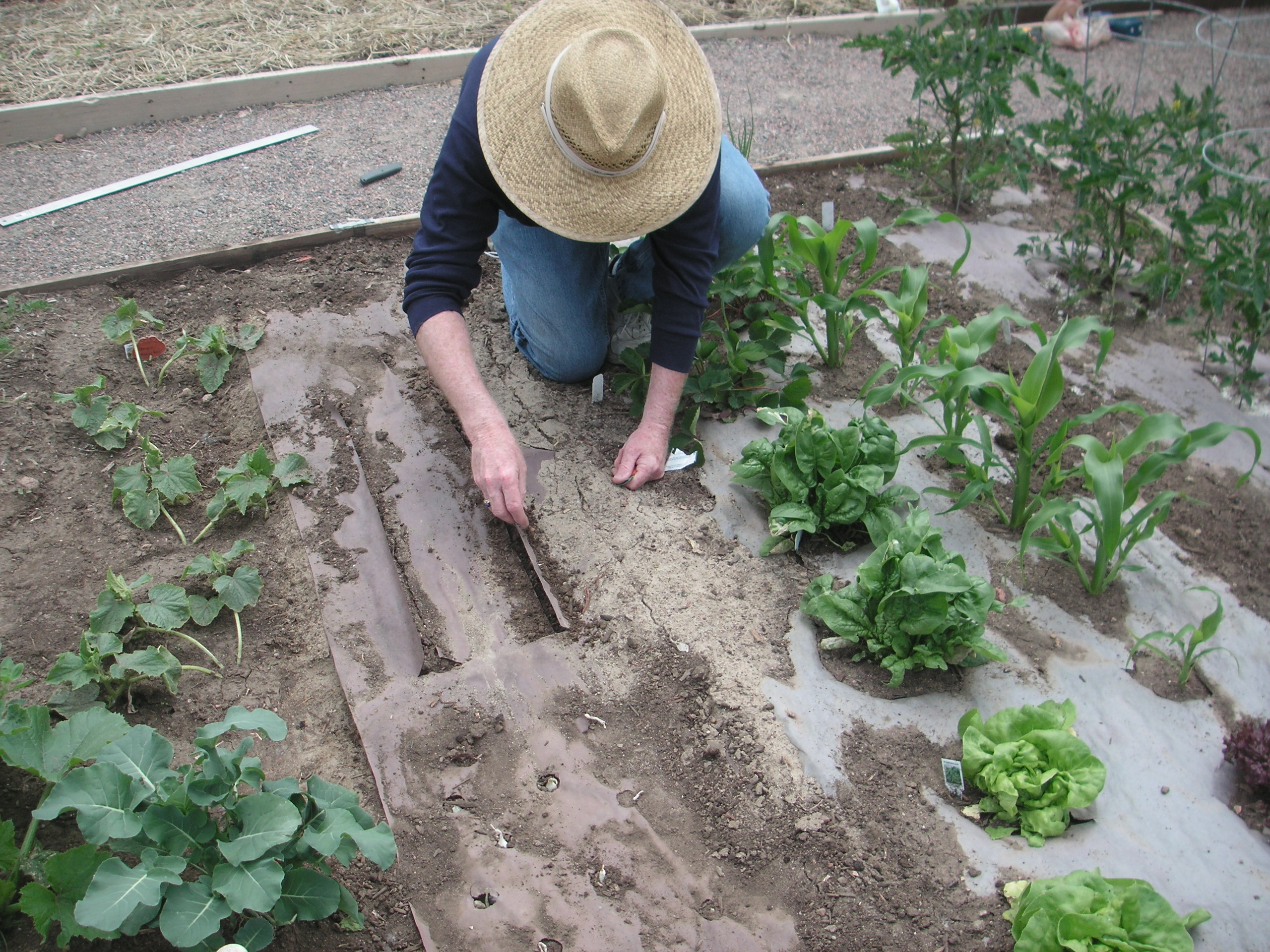 Carrots - How to grow them "weed free" in our paper mulch - WeedGuard ...