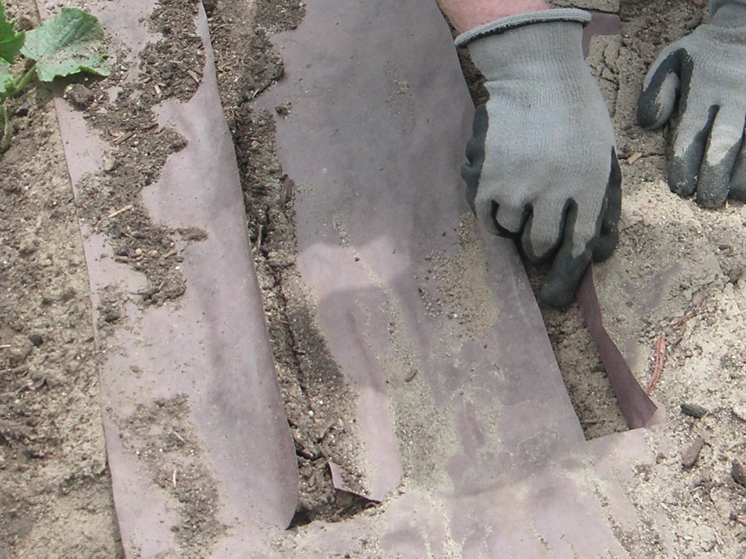 Carrots - How to grow them "weed free" in our paper mulch - WeedGuard ...