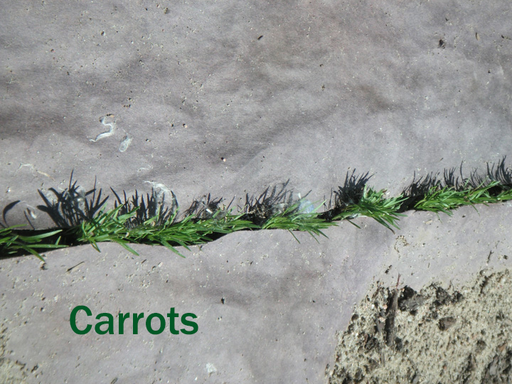 Carrots - How to grow them "weed free" in our paper mulch - WeedGuard ...