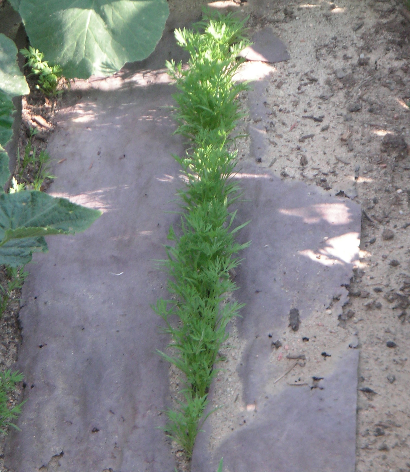 Carrots - How to grow them "weed free" in our paper mulch - WeedGuard ...