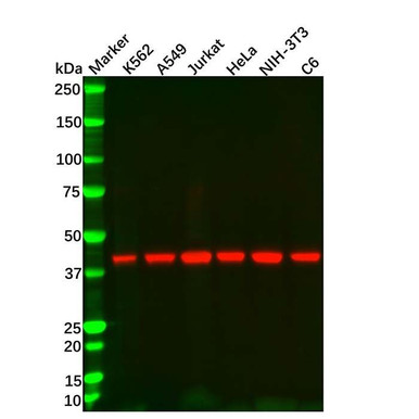 Beta Actin Mouse Mab (Hrp)