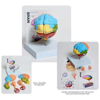 Human Brain Model 8 Part