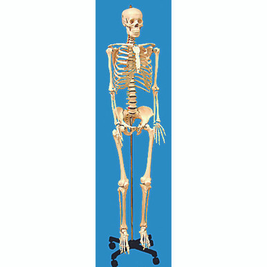 Human Skeleton Model Life Sized