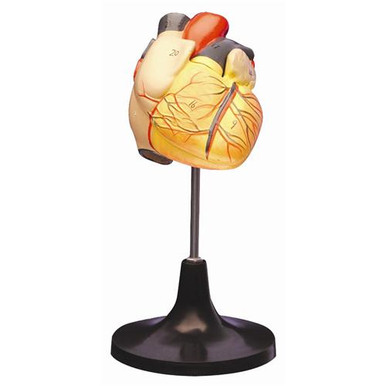 Life Size Heart Model (2 Parts)