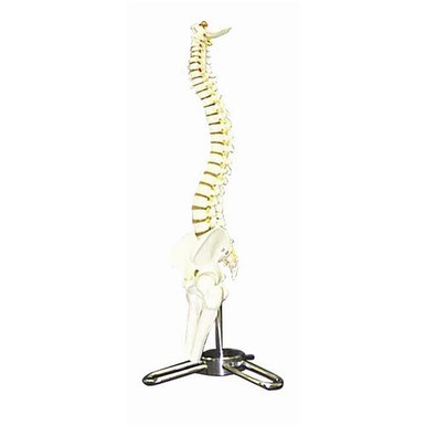 Color Coded Spinal Column