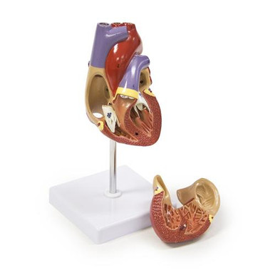 Jumbo Heart Model 3 Part