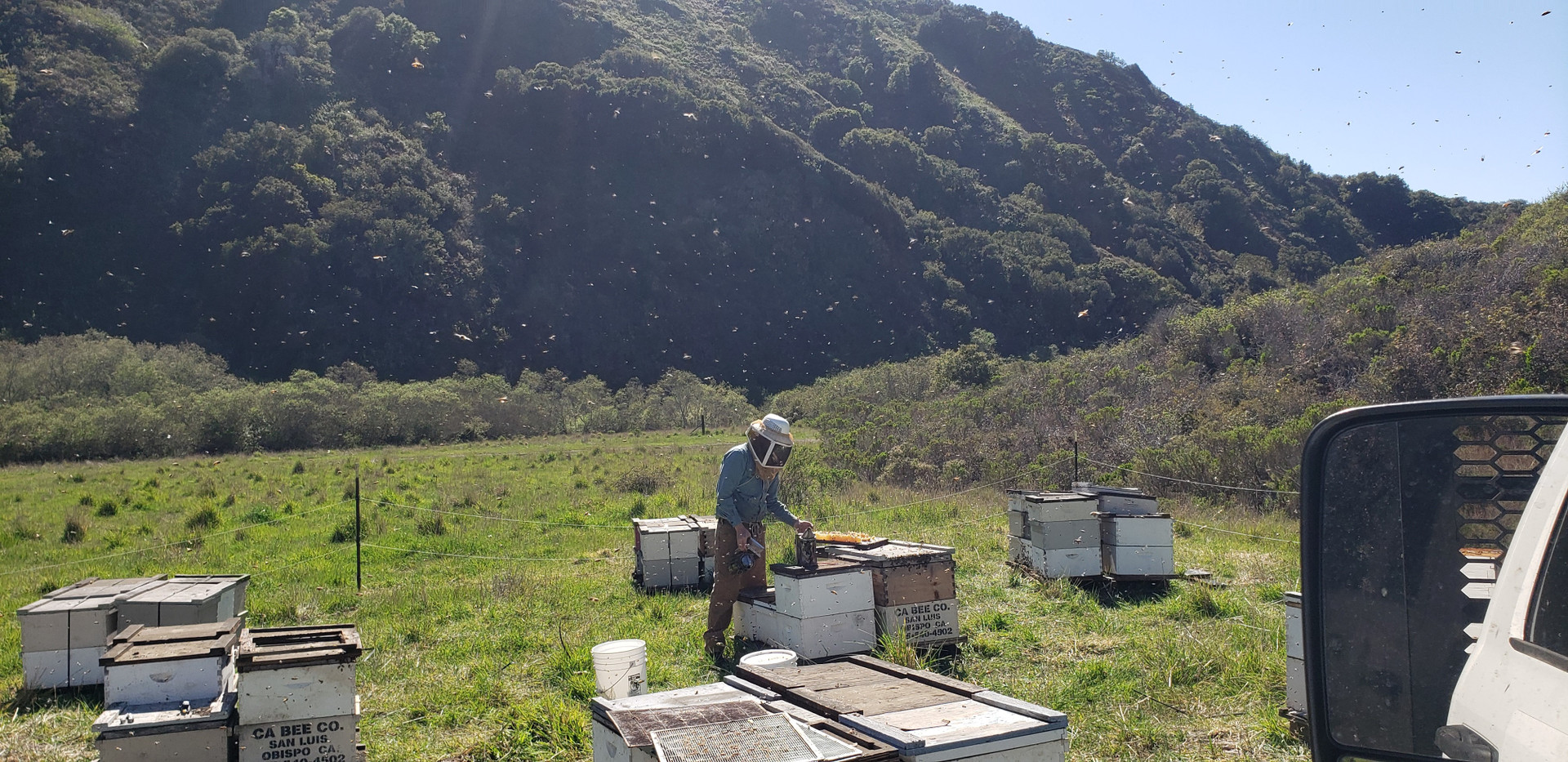 The California Bee Company