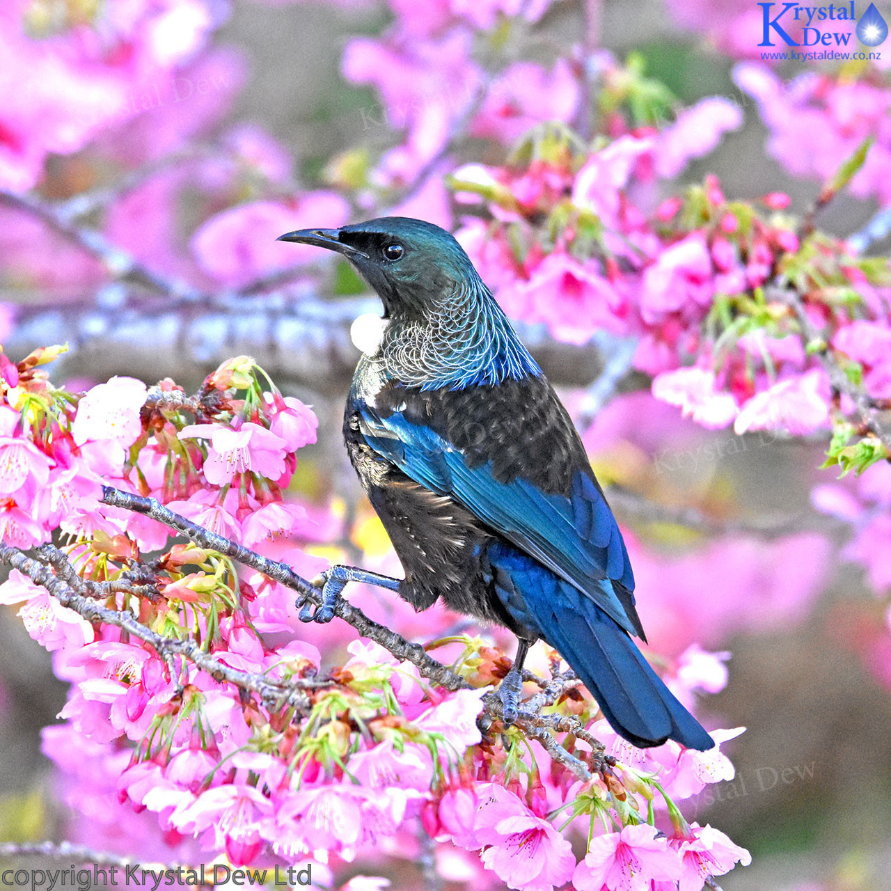 Tui Upside Down In The Cherry
