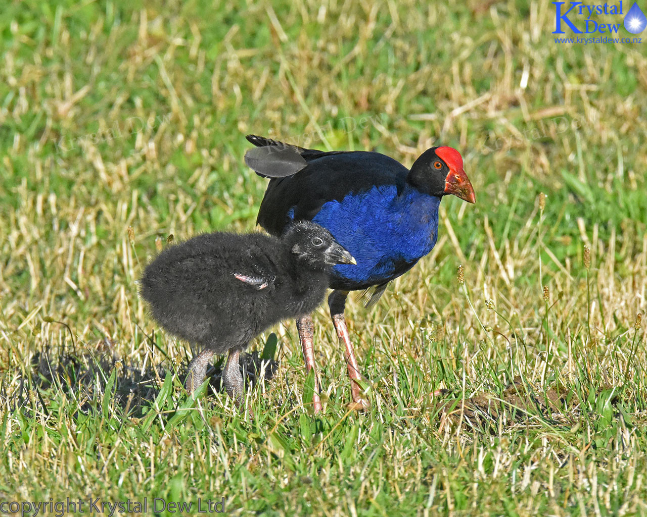 Pukeko & Chick