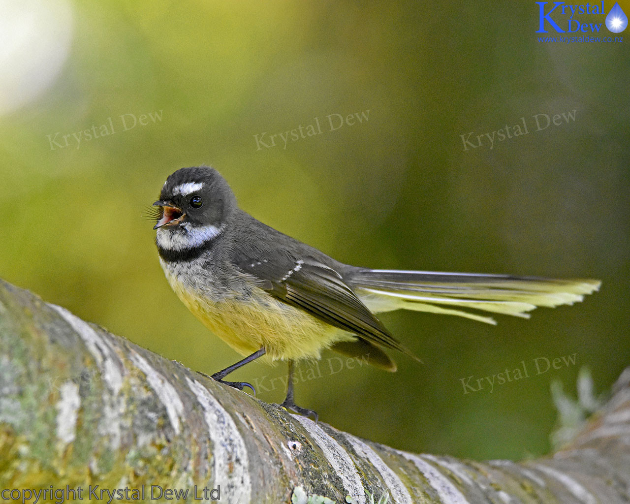 Fantail (Piwakawaka) In Flight In The Garden