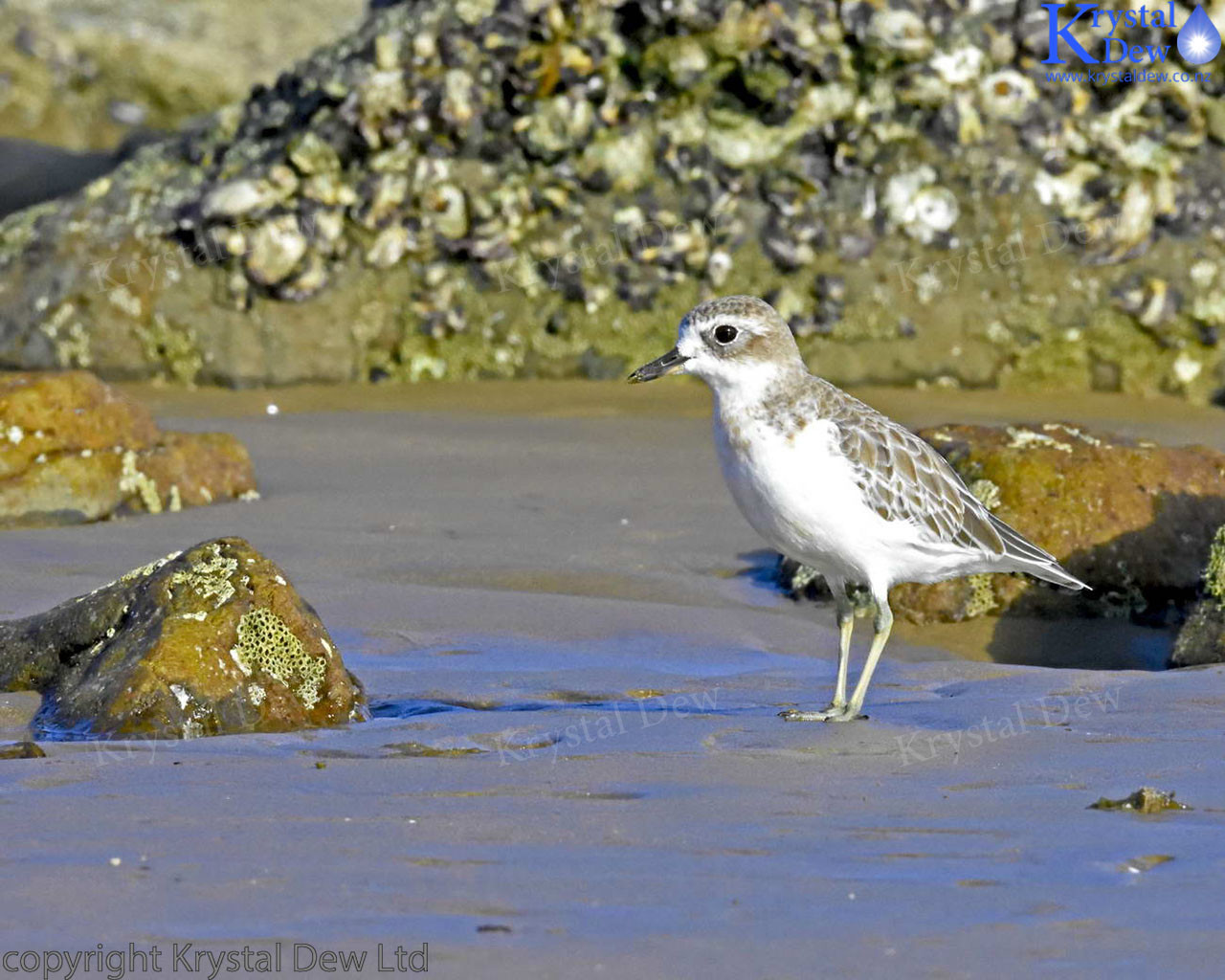 New Zealand Dotterel 40x50cm Aluminium Print