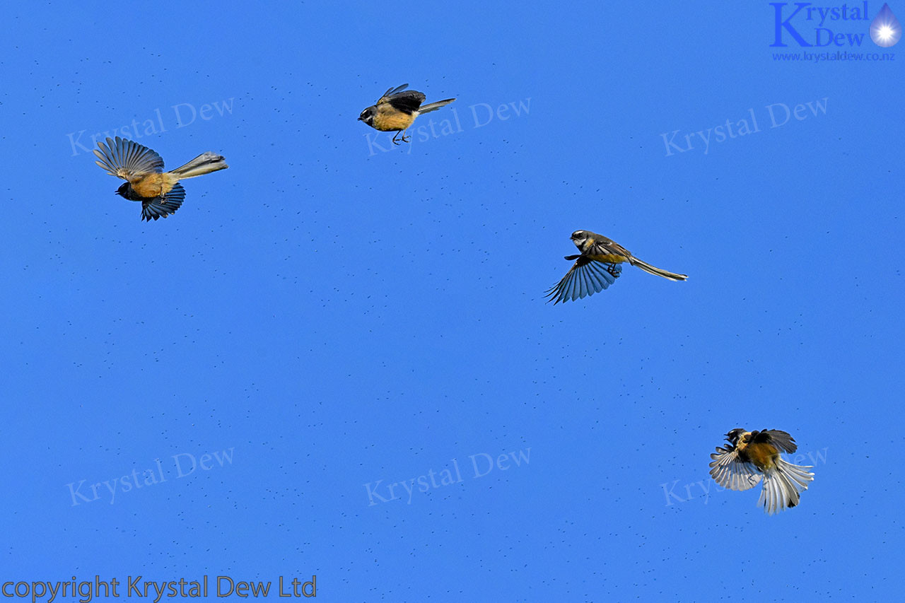 Fantail (Piwakawaka) In Flight In The Garden