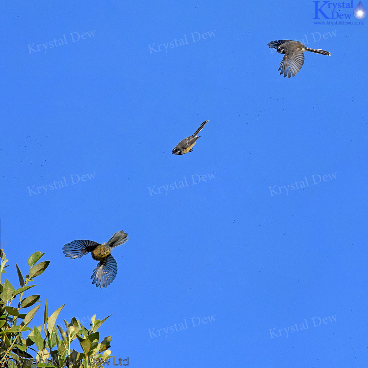 Fantail (Piwakawaka) In Flight In The Garden