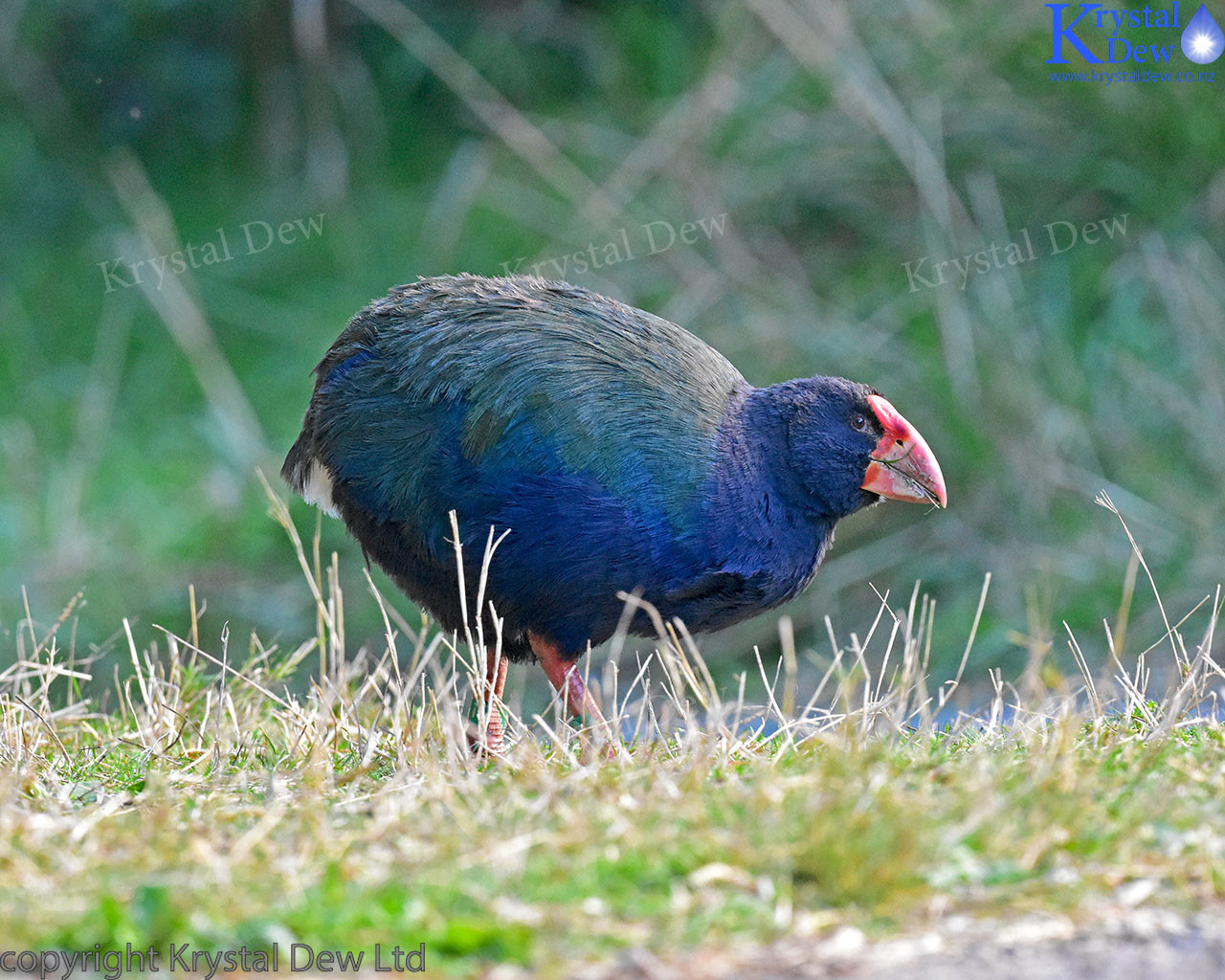 Takahe-3