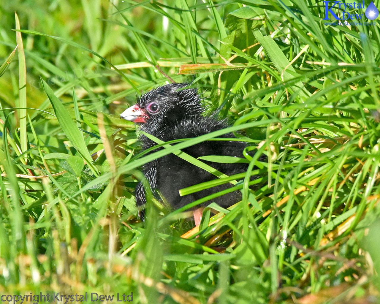 A Tiny Pukeko Chick