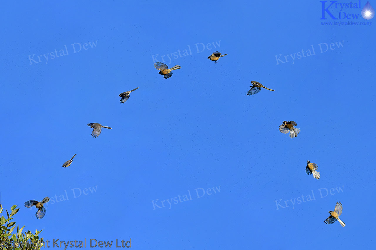 Fantail (Piwakawaka) In Flight In The Garden