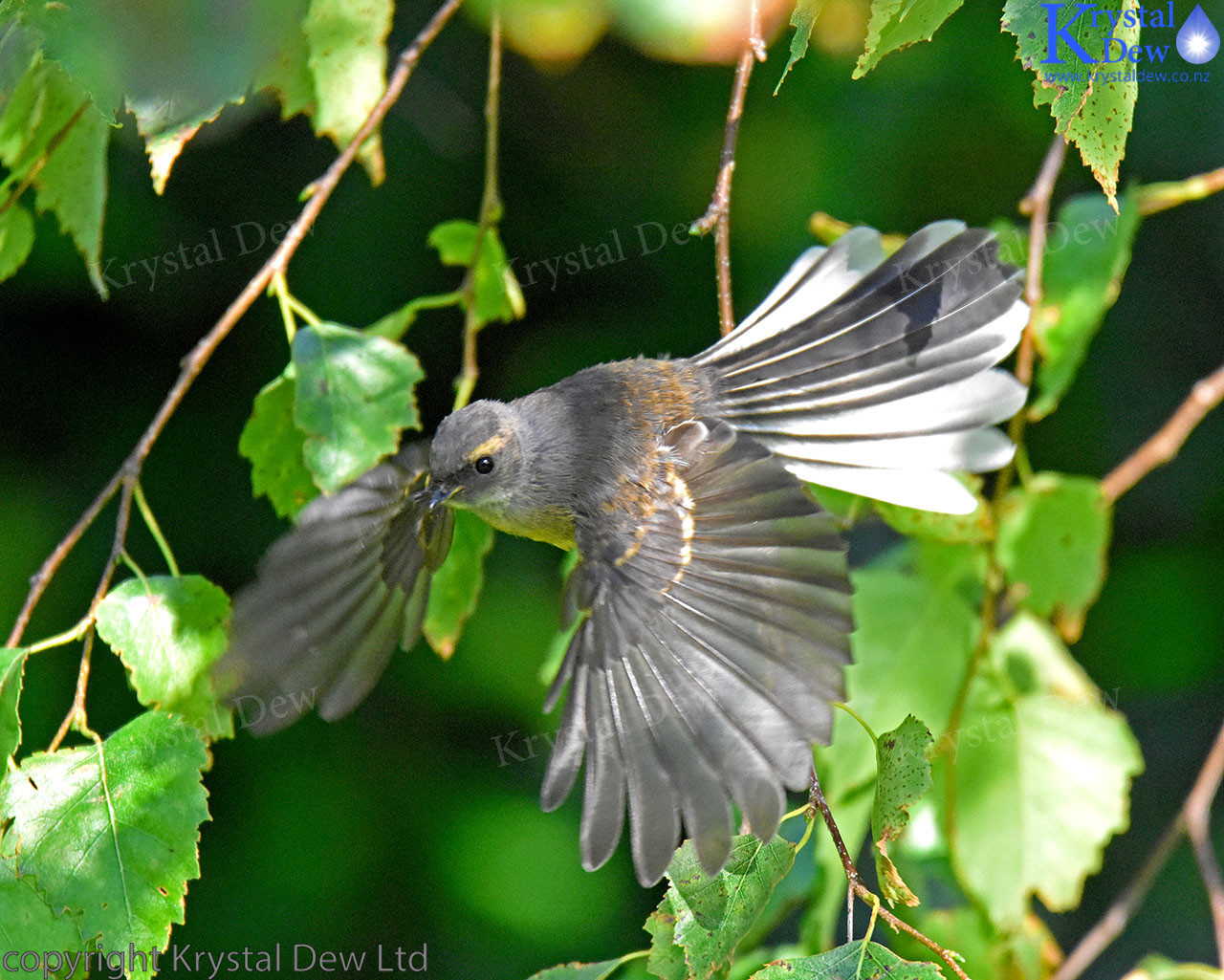Fantail (Piwakawaka) In Flight In The Garden