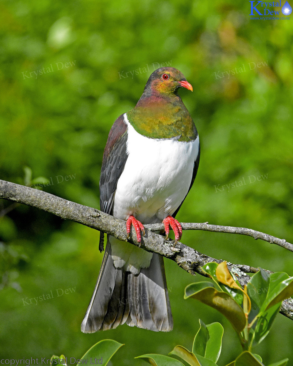 Kereru or NZ Wood Pigeon In Glenfern Sanctuary On Great Barrier Island.