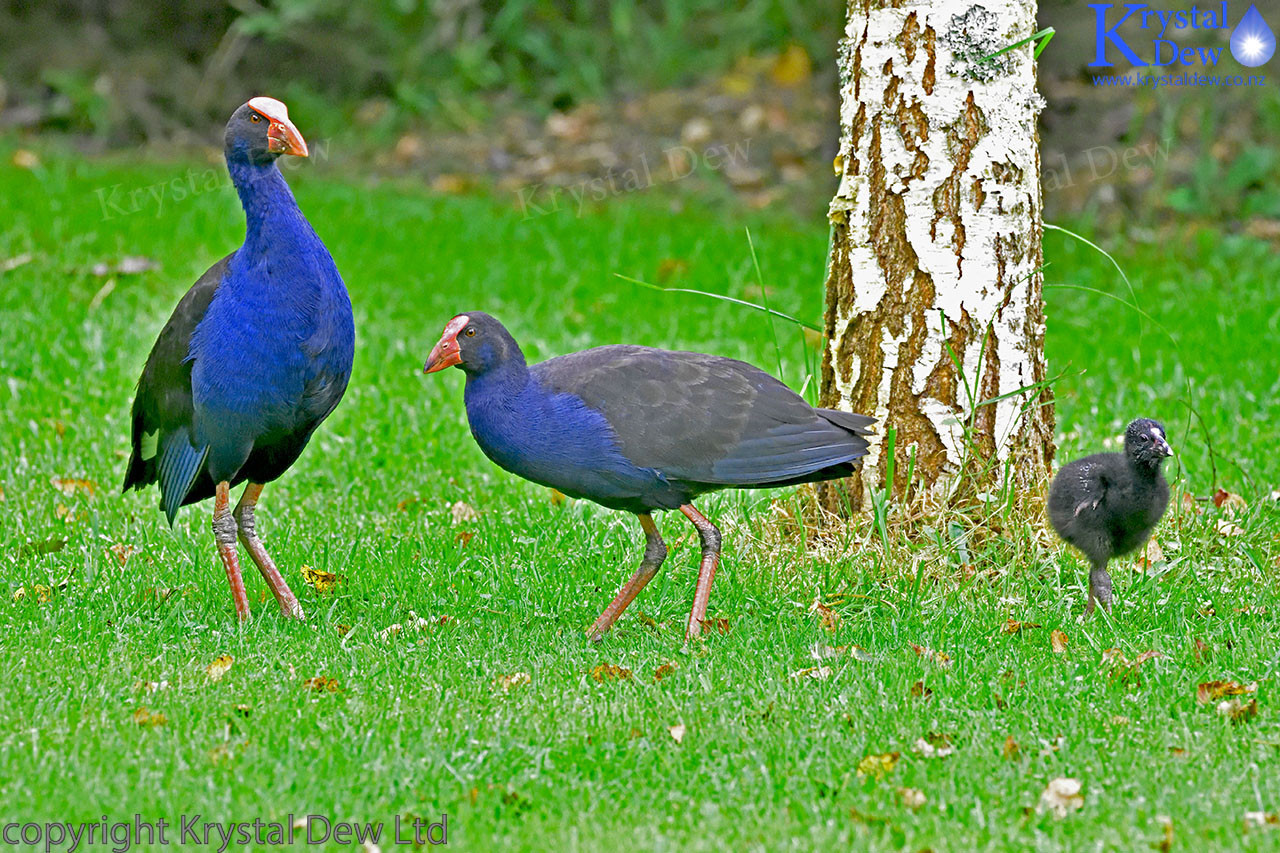 Pair Of Pukeko With Young Chick