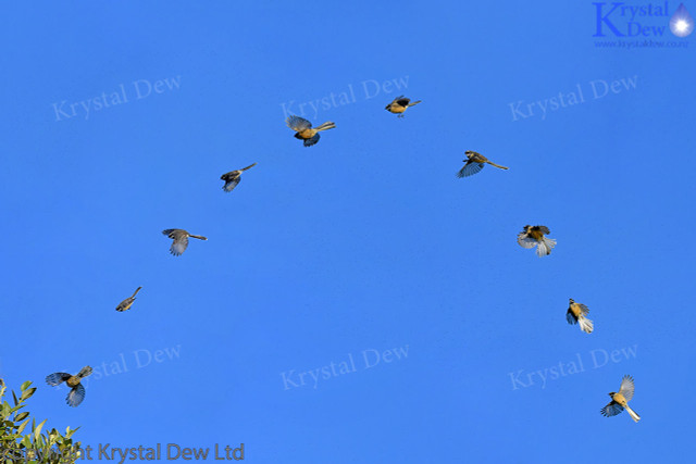 Fantail (Piwakawaka) In Flight In The Garden