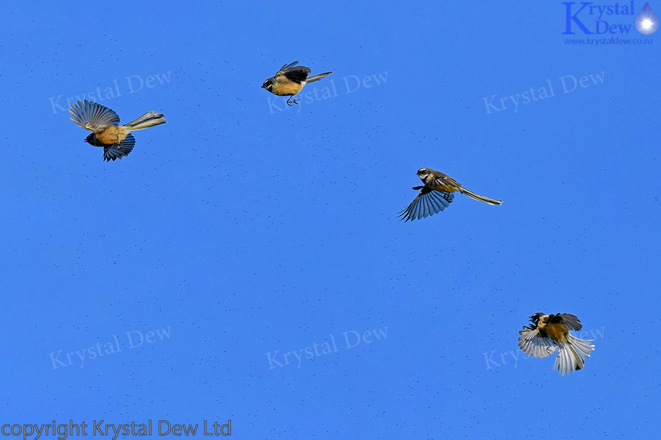 Fantail (Piwakawaka) In Flight In The Garden