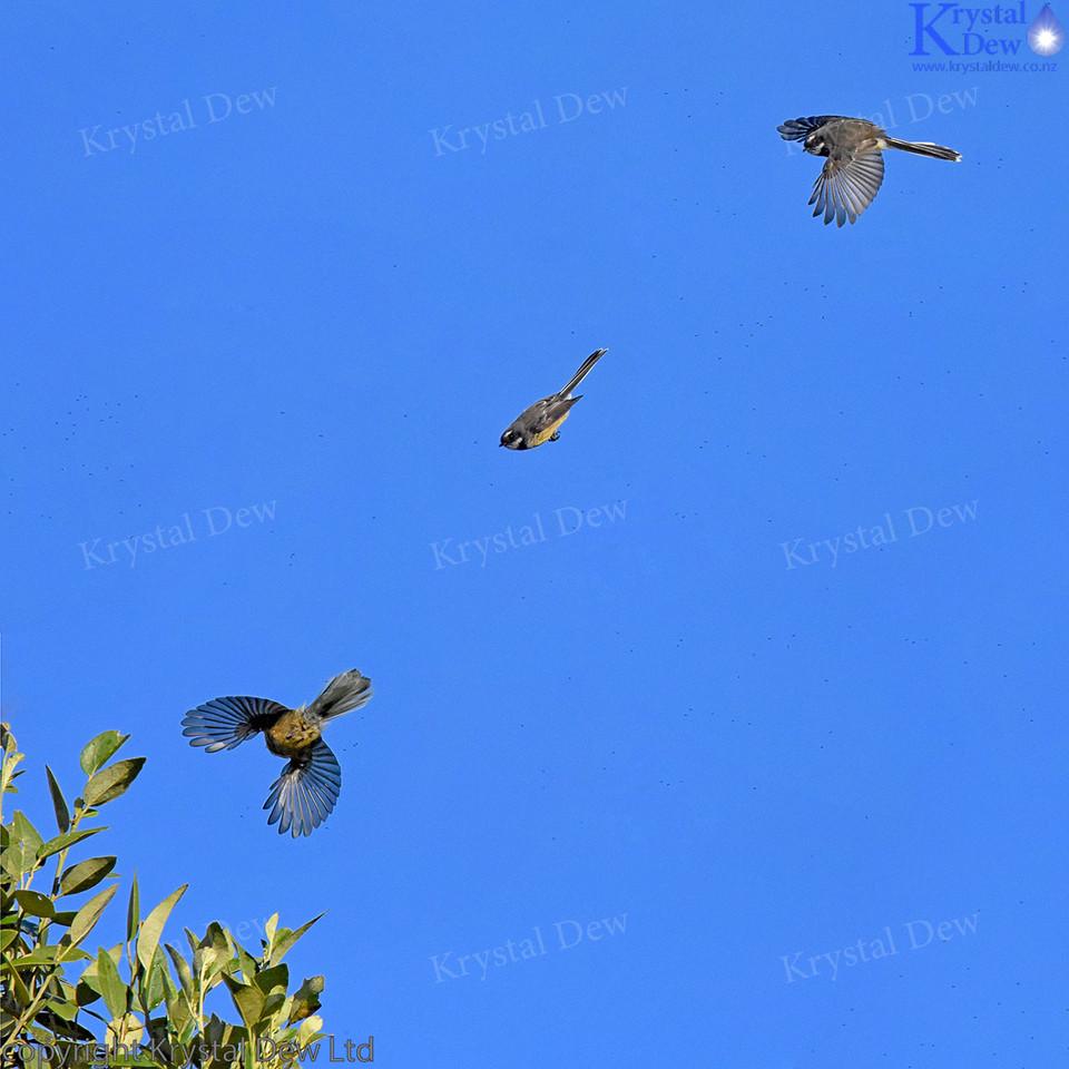 Fantail (Piwakawaka) In Flight In The Garden