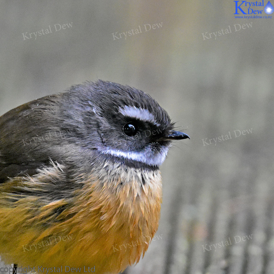 Fantail (Piwakawaka) In Flight In The Garden