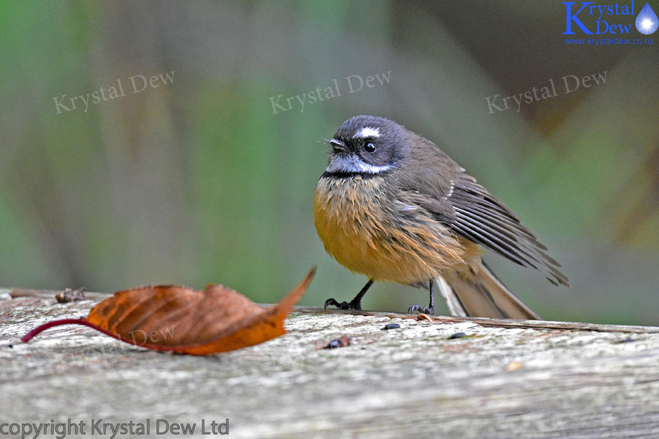 Fantail Flying Over The Water-1