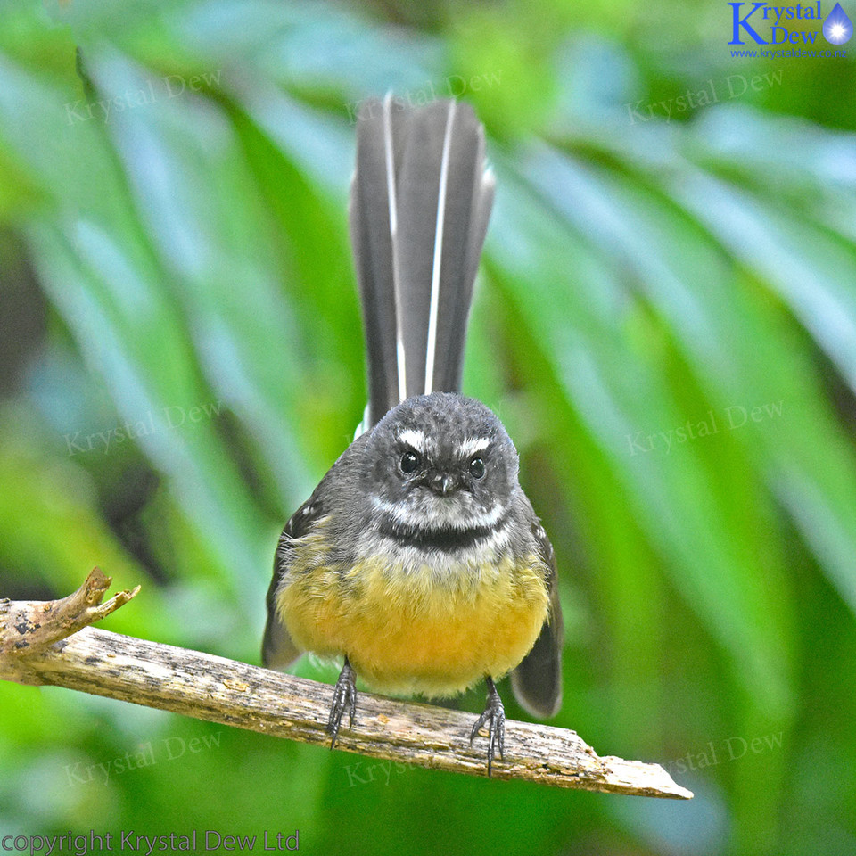 Fantail (Piwakawaka) In Flight In The Garden
