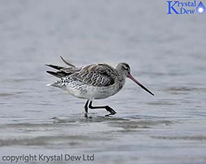 Kuaka, the Bar Tailed Godwit - Krystal Dew