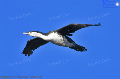 Pied Shag Flying