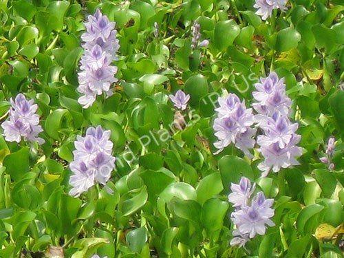 Water Hyacinth Floating Plant