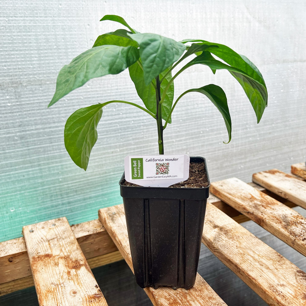 California Wonder Bell Pepper - Sweet Pepper Seedling