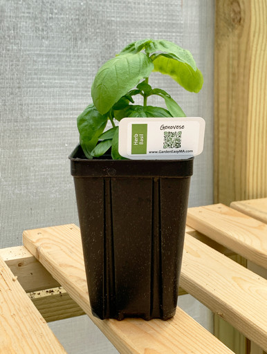 Genovese Basil - Herb Seedlings