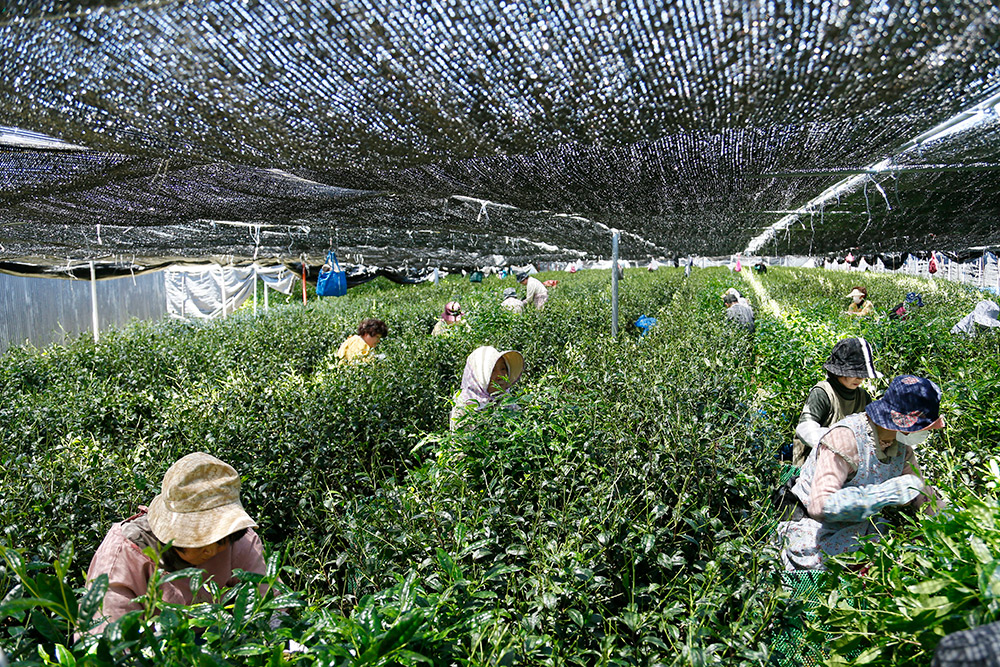 Organic Matcha vs. Conventional Matcha - AIYA Matcha