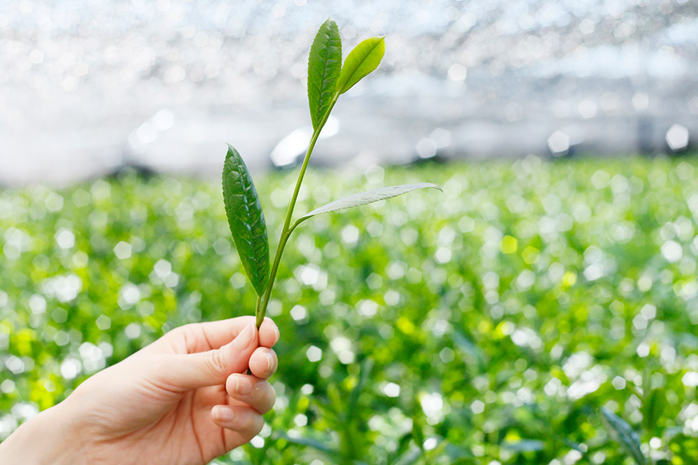 The Different Grades of Matcha - AIYA Matcha