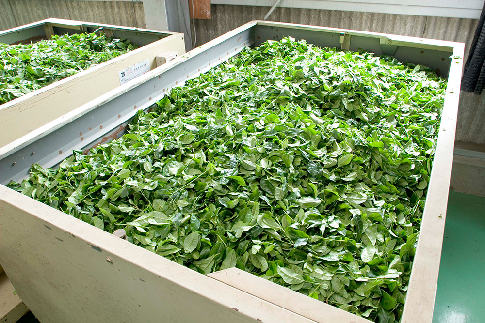 From Seed to Scoop, How Matcha is Made - AIYA Matcha