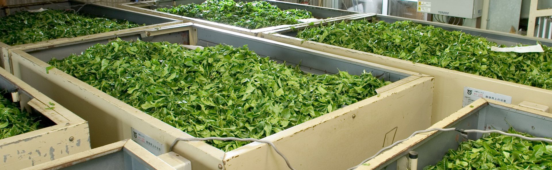 Matcha Grades | Aiya Matcha