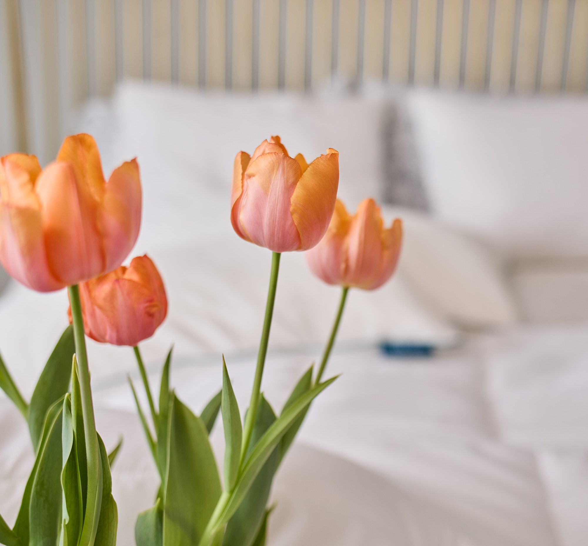 Spring Refresh: Liven Up Your Living Space with These Revitalizing Tips ...