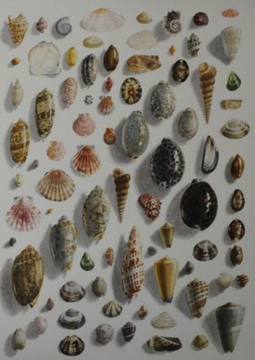 441 - 84 Shells - Mall Galleries - Buy Art