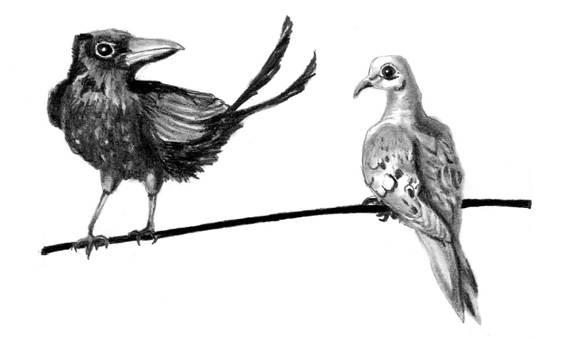 "Bald Barry" excerpt from "Lessons From a Barbed Wire Fence ...