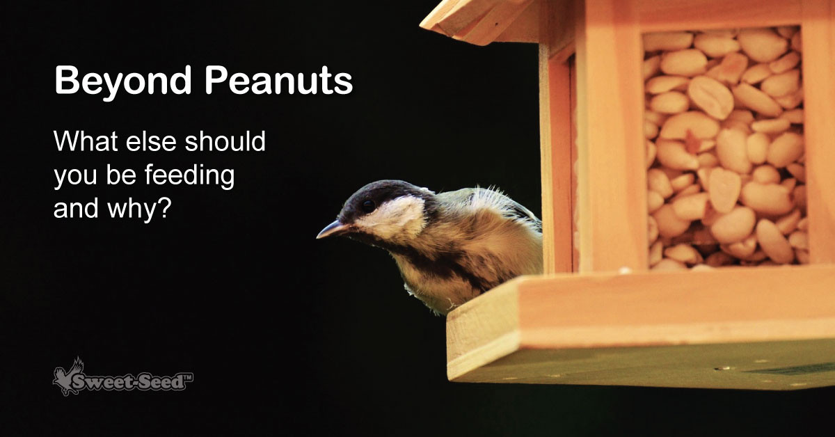 What Types of Nuts Are Best for Wild Birds? - Sweet-Seed Micro Batch ...